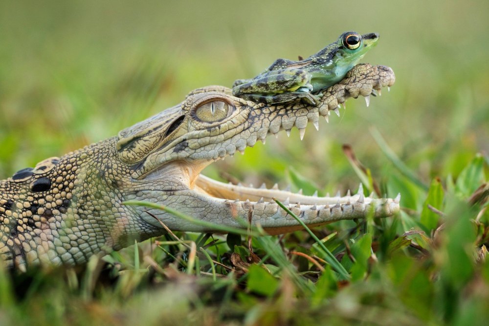 Žabe se stvarno vole voziti na drugim životinjama - tportal