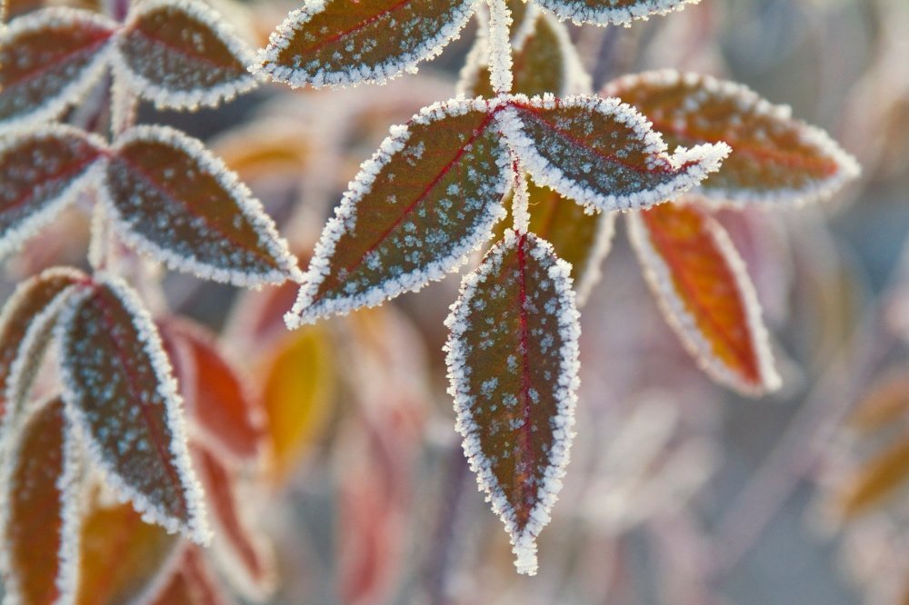 Priroda se po zimi pretvara u nadahnutu umjetnicu - tportal