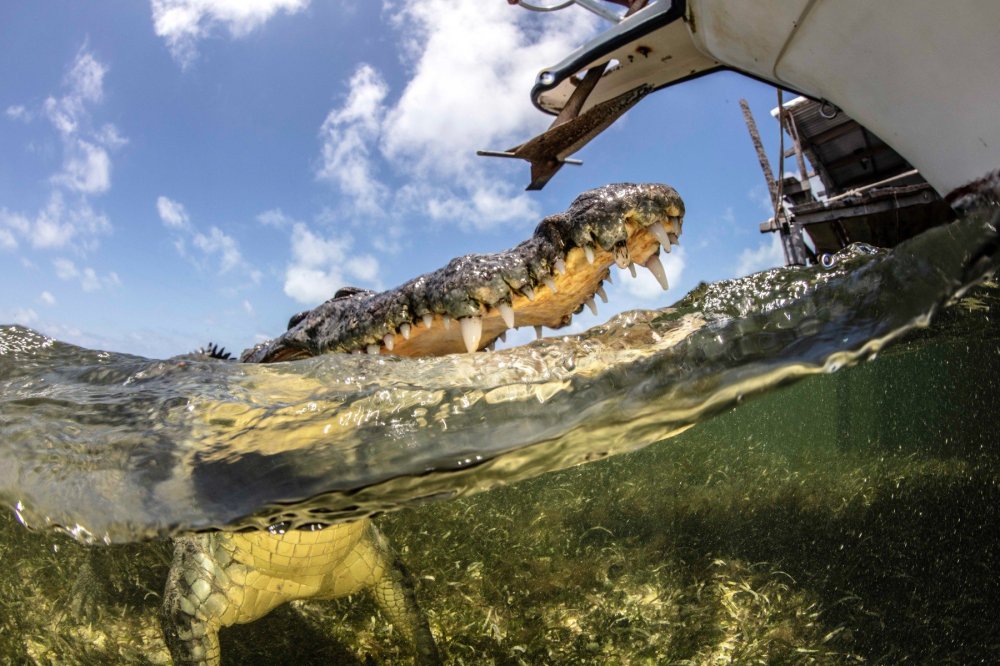 Neustrašivi fotograf ogromnom krokodilu gurnuo kameru u ralje - tportal