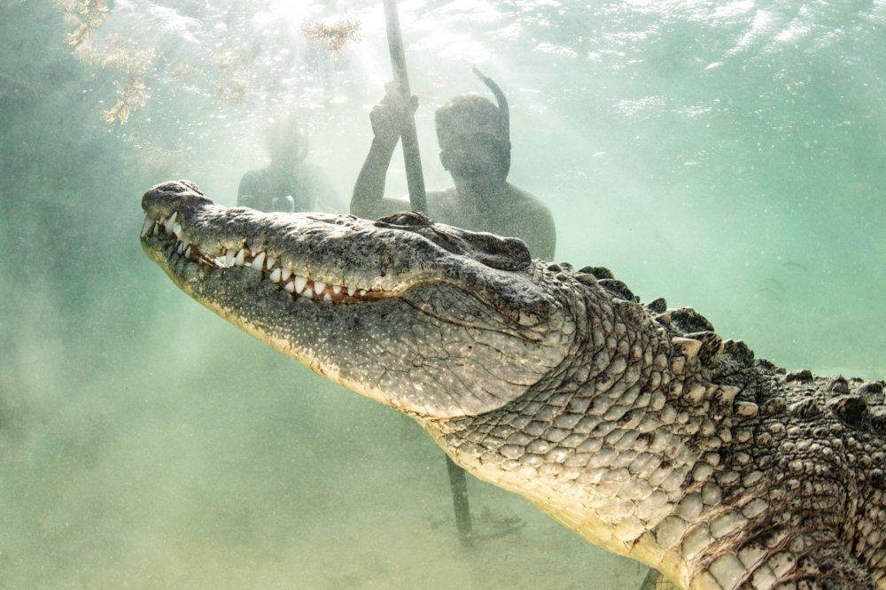 Neustrašivi fotograf ogromnom krokodilu gurnuo kameru u ralje - tportal