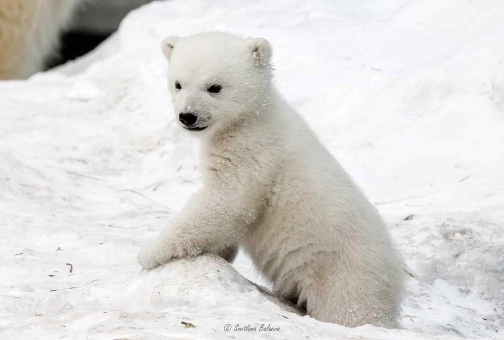 Teško ćete odoljeti ovim tek rođenim polarnim medvjedićima - tportal