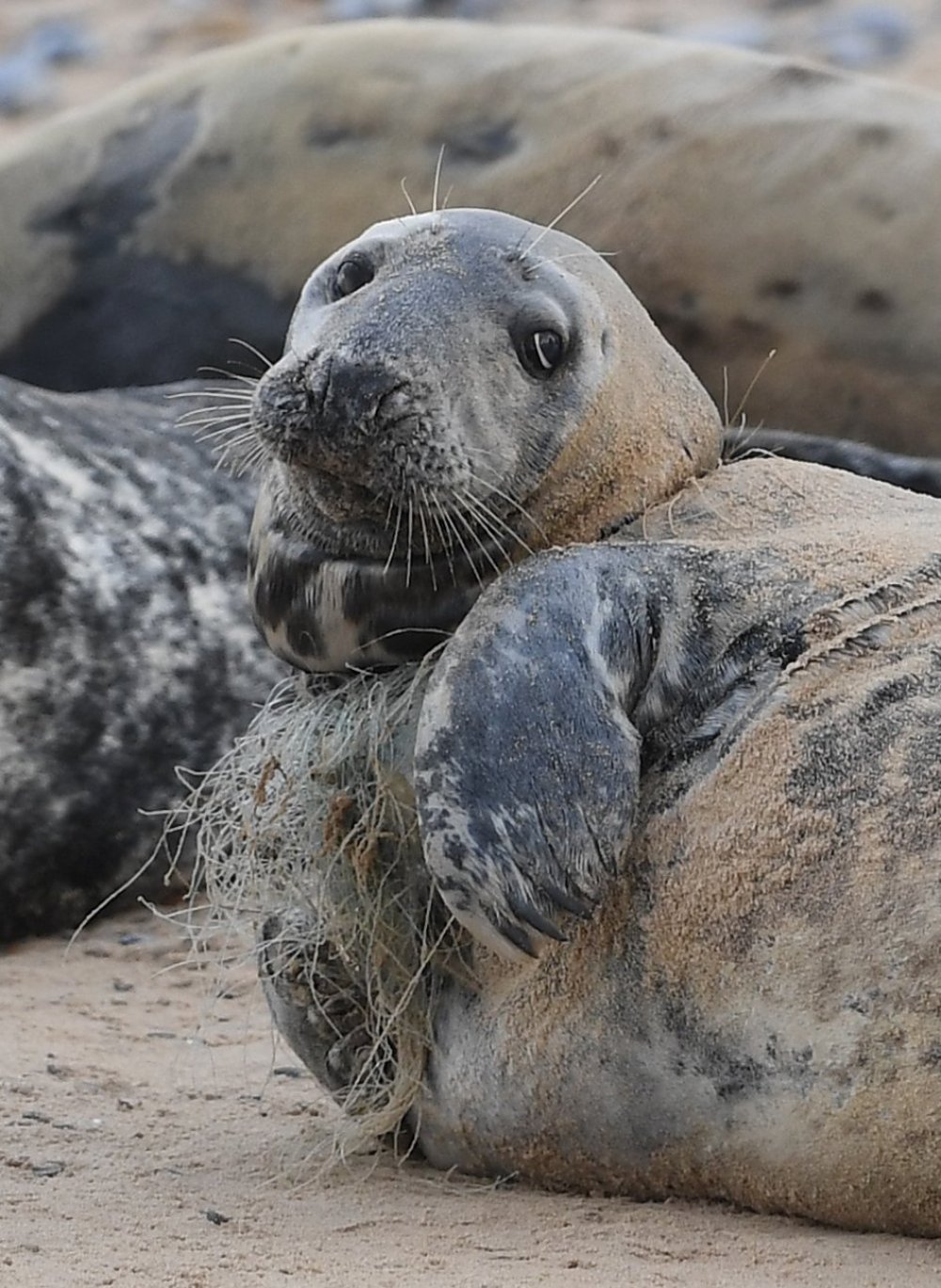 Slatki tuljan Sir David spašen od gušenja frizbijem - tportal