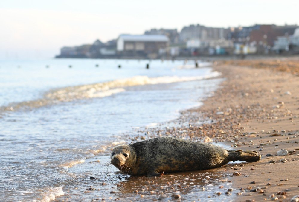 Slatki tuljan Sir David spašen od gušenja frizbijem - tportal