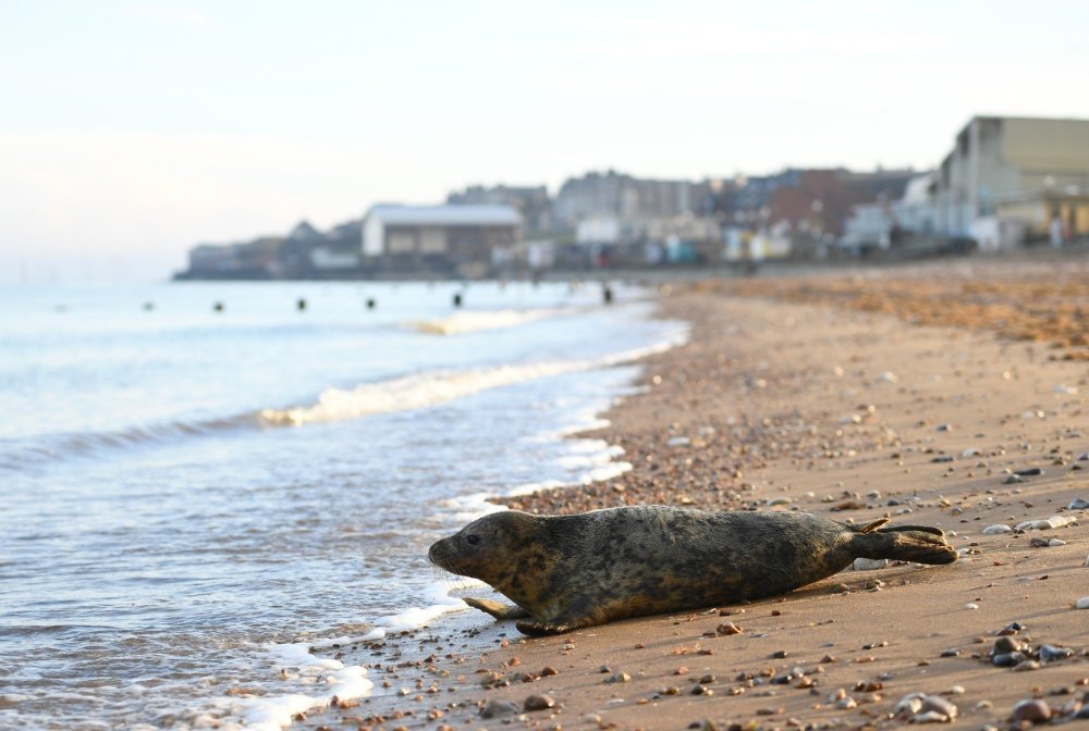 Slatki tuljan Sir David spašen od gušenja frizbijem - tportal