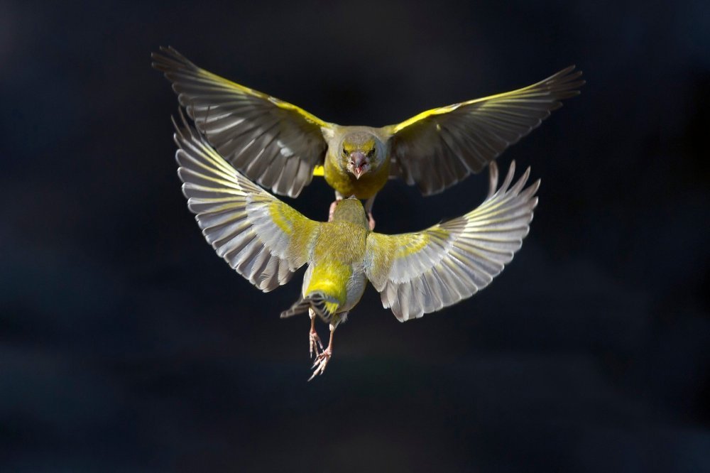 Čak su i ptice svadljive – pogledajte samo ove vrapce! - tportal