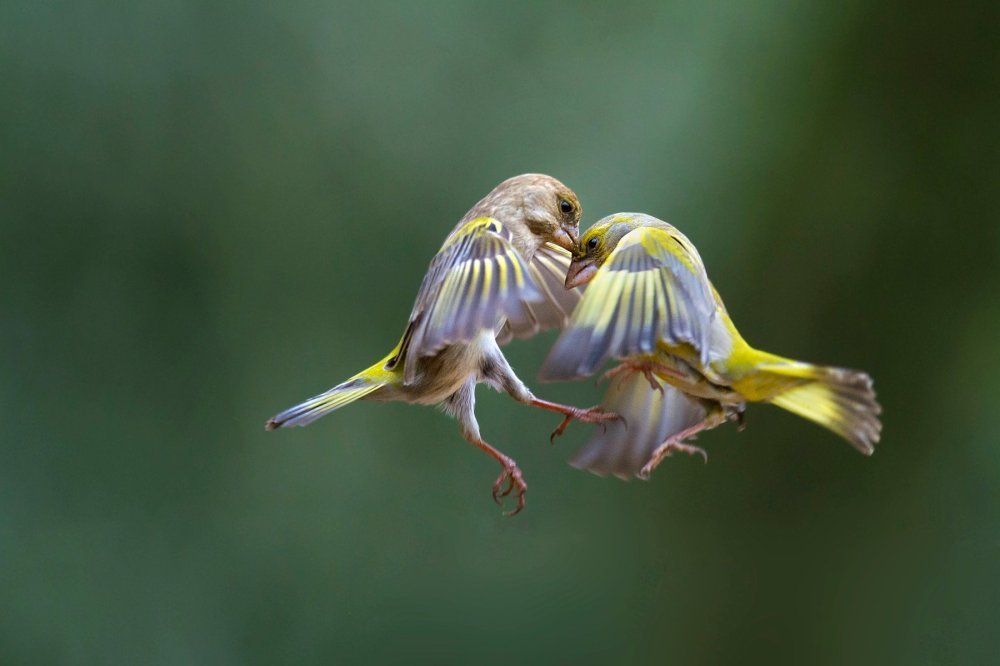 Čak su i ptice svadljive – pogledajte samo ove vrapce! - tportal