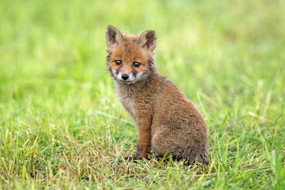 Pogledajte božanstvenu obitelj lisica - tportal